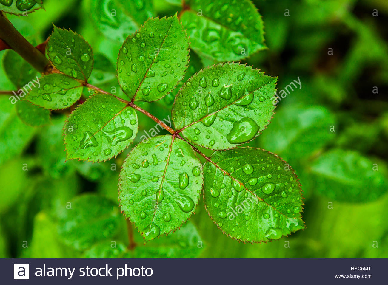 Water Drops On Leaf Stock Photos & Water Drops On Leaf Stock Images - Alamy
