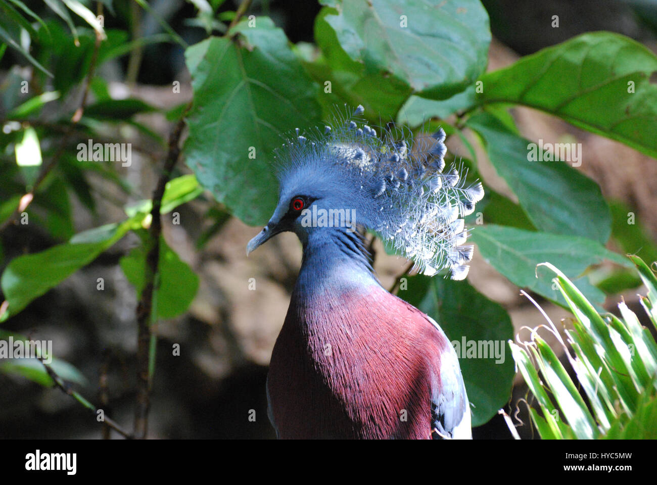 A pretty Victoria Crowned Pigeon sitting in a tropical bush Stock Photo ...