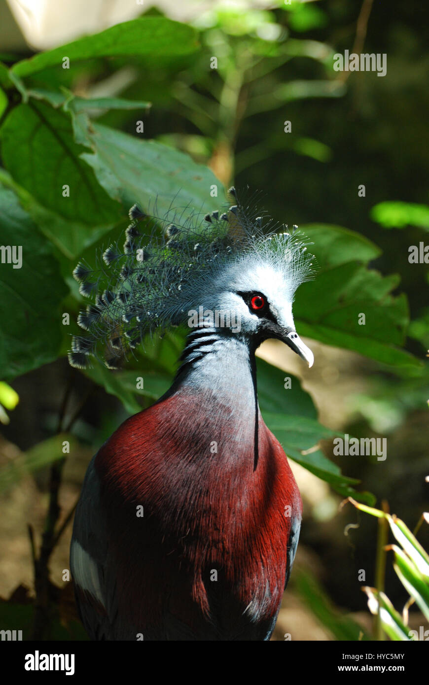 Maroon breasted Victoria crowned pigeon bird with blue-gray feathers ...