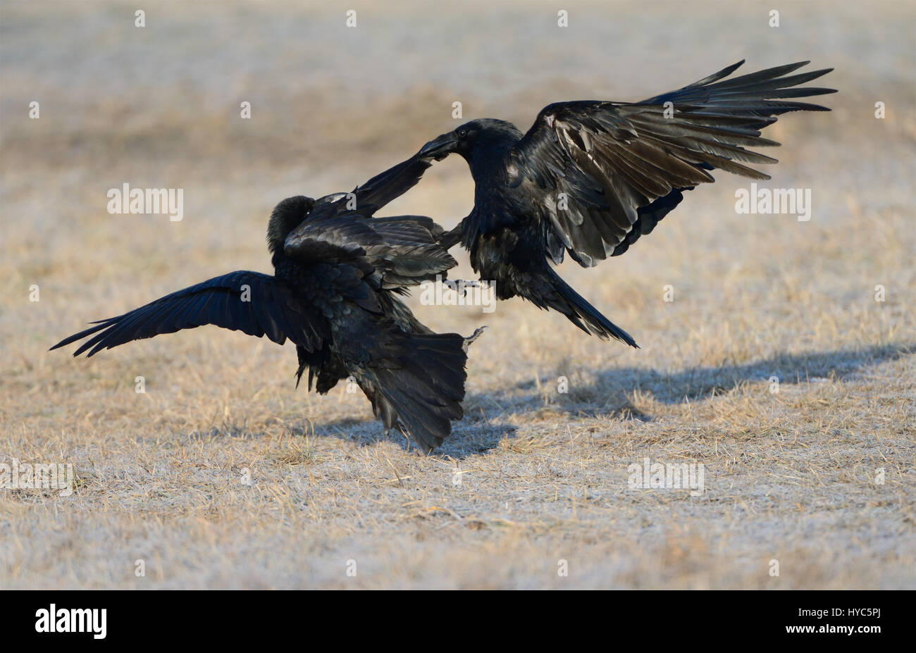 Two common Raven in a mid air fight Stock Photo - Alamy