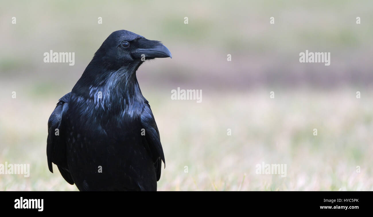 Common Raven portrait with frosty grass in the background Stock Photo ...