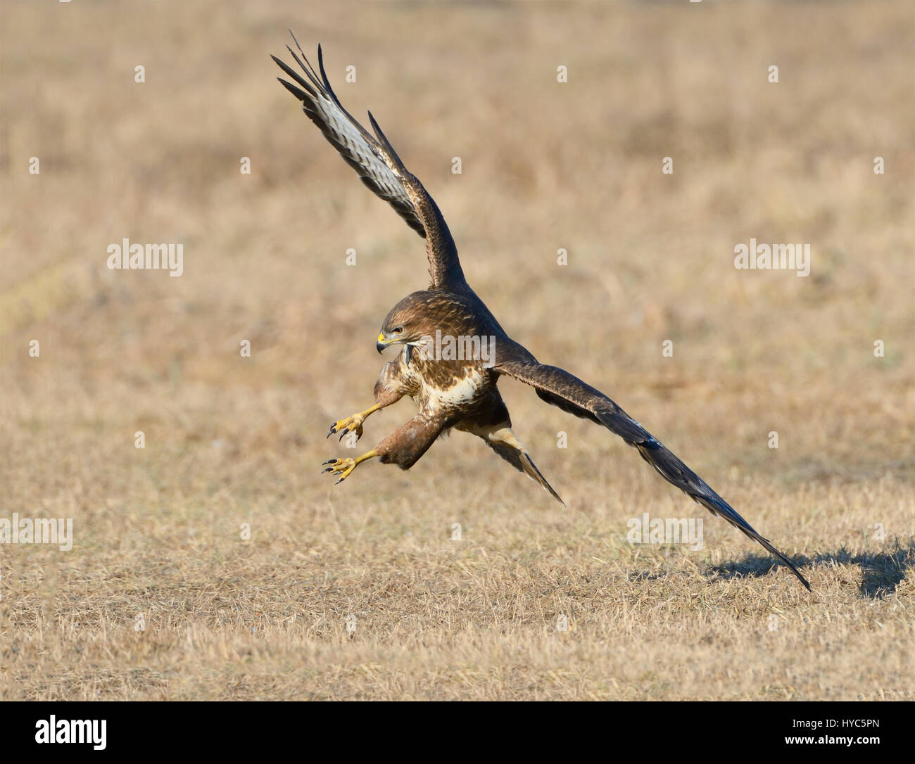 Common Buzzard in landing pose above a grassy field Stock Photo - Alamy