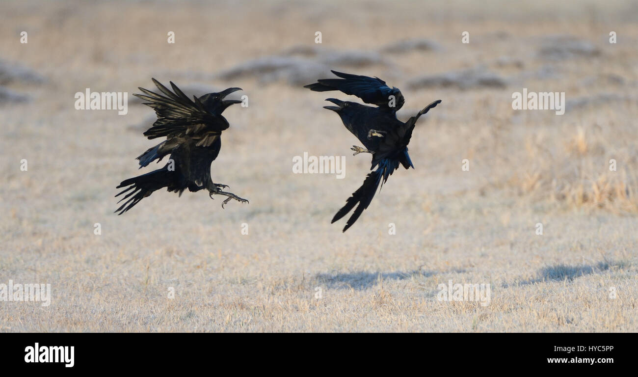 Two common Raven in a mid air fight Stock Photo - Alamy