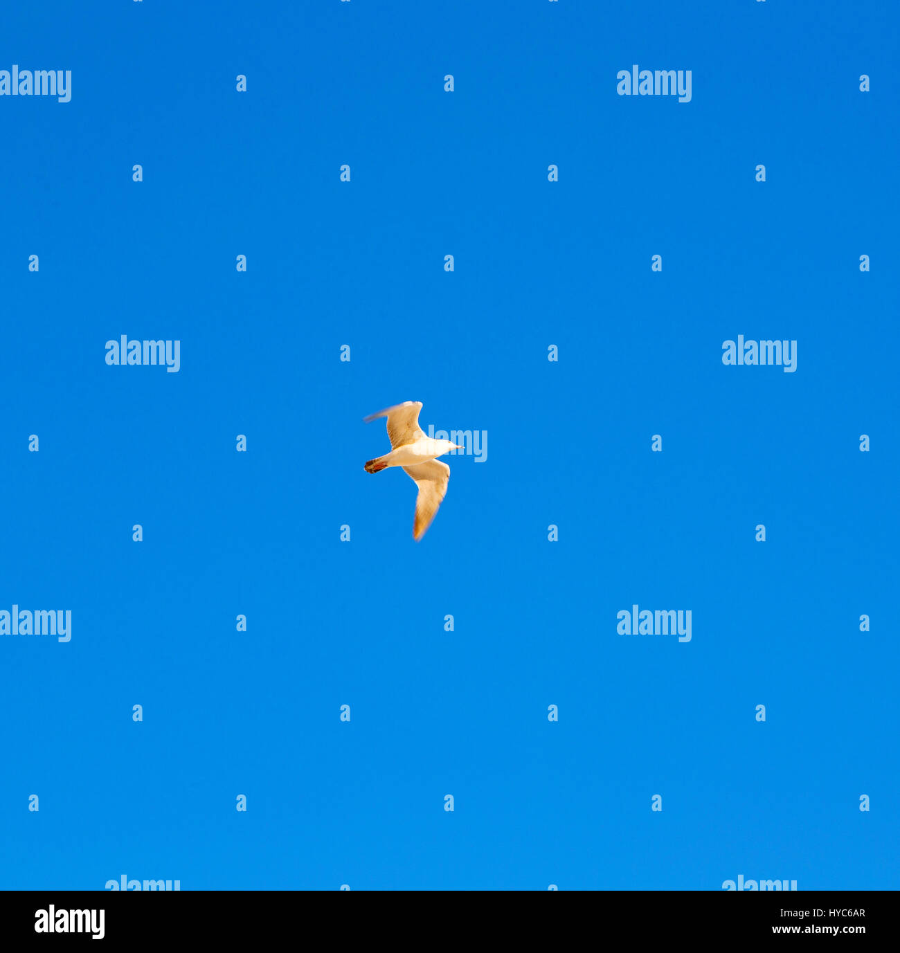 and free group of birds in oman the sky Stock Photo - Alamy