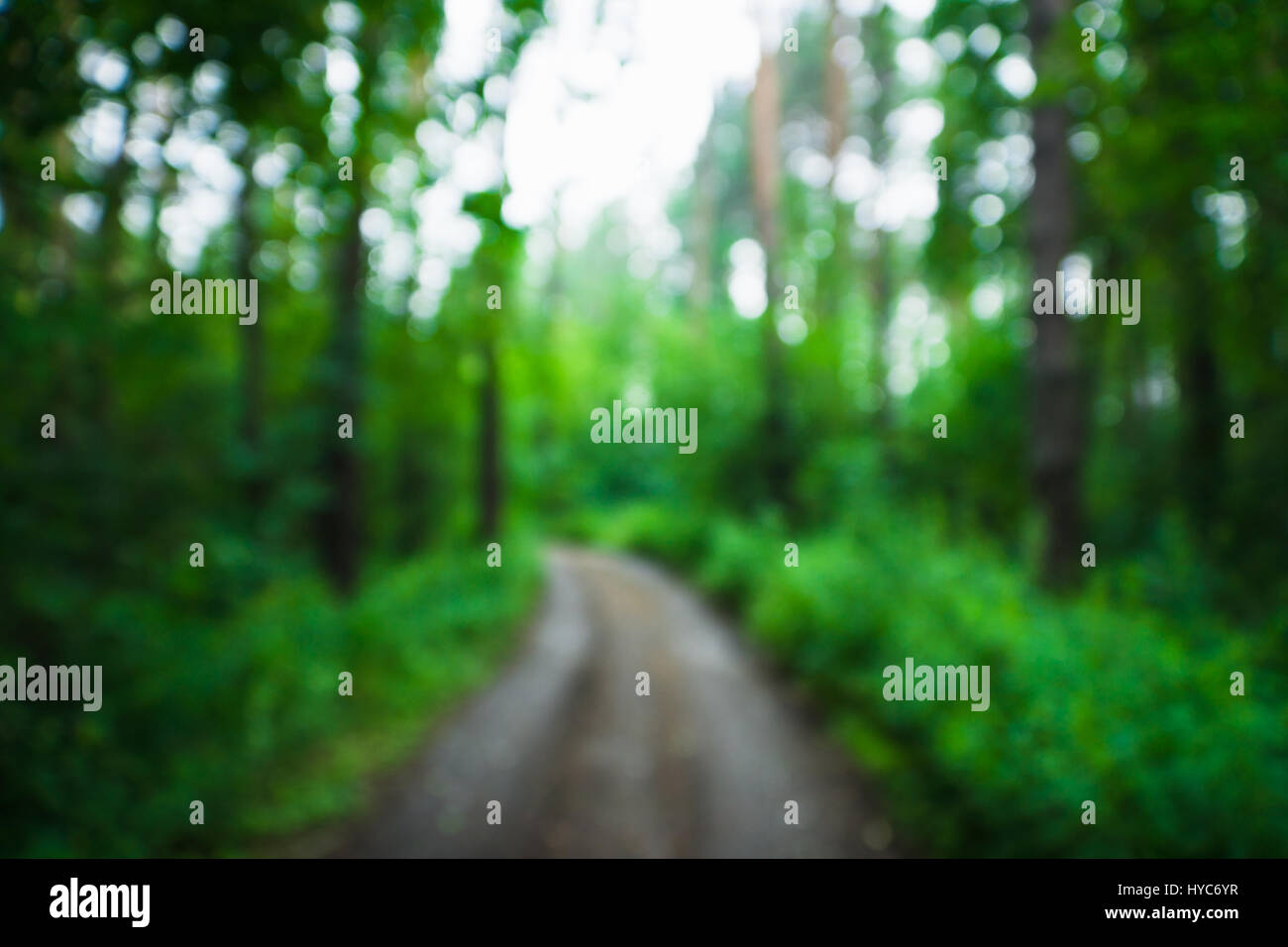 Defocused road through the forest Stock Photo - Alamy