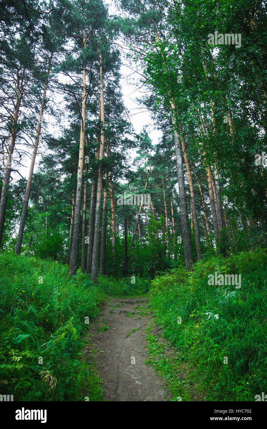 Pathway through beautiful forest with different trees Stock Photo - Alamy