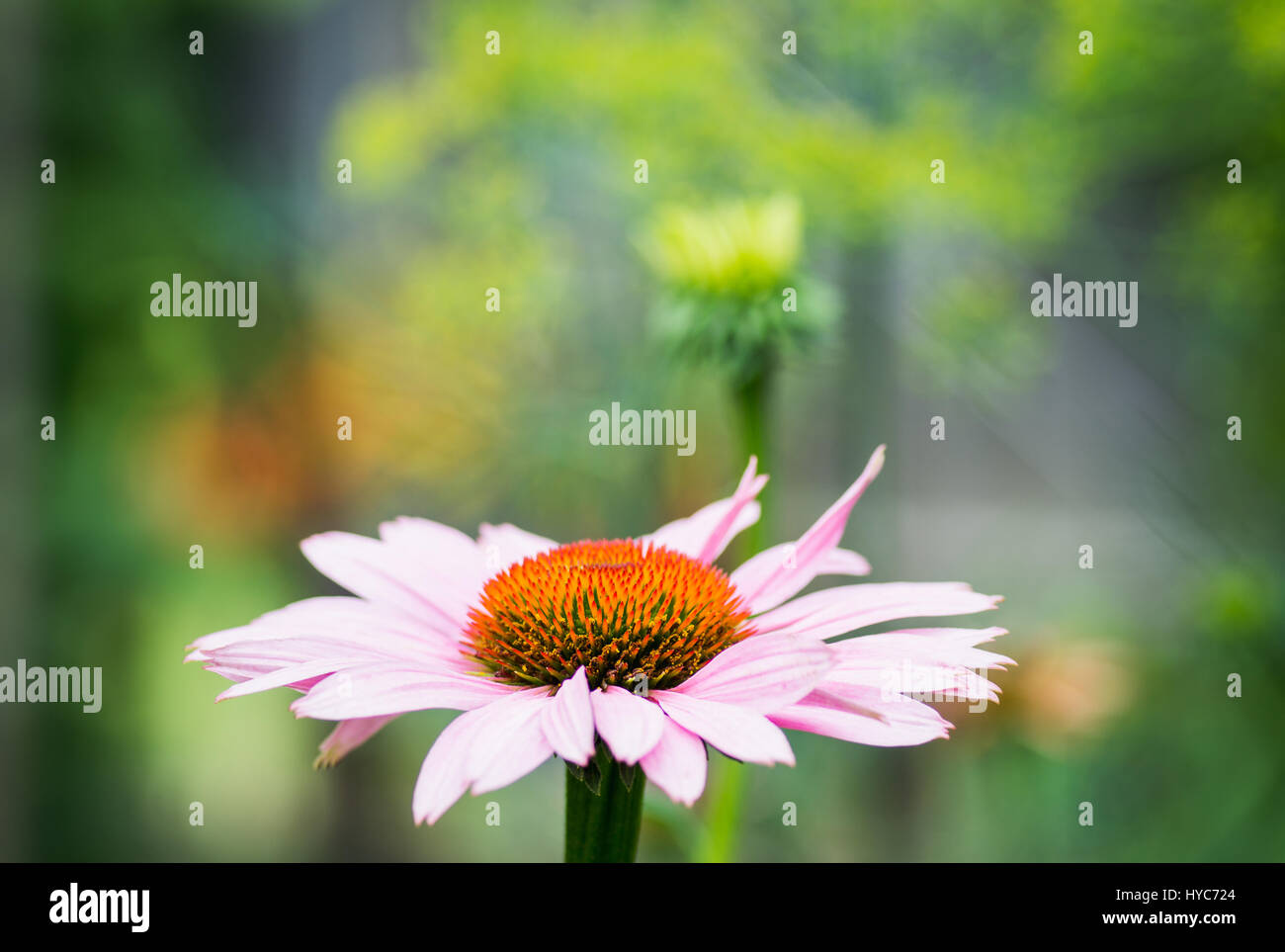 Echinacea flower close-up shot. Shallow depth of field Stock Photo - Alamy