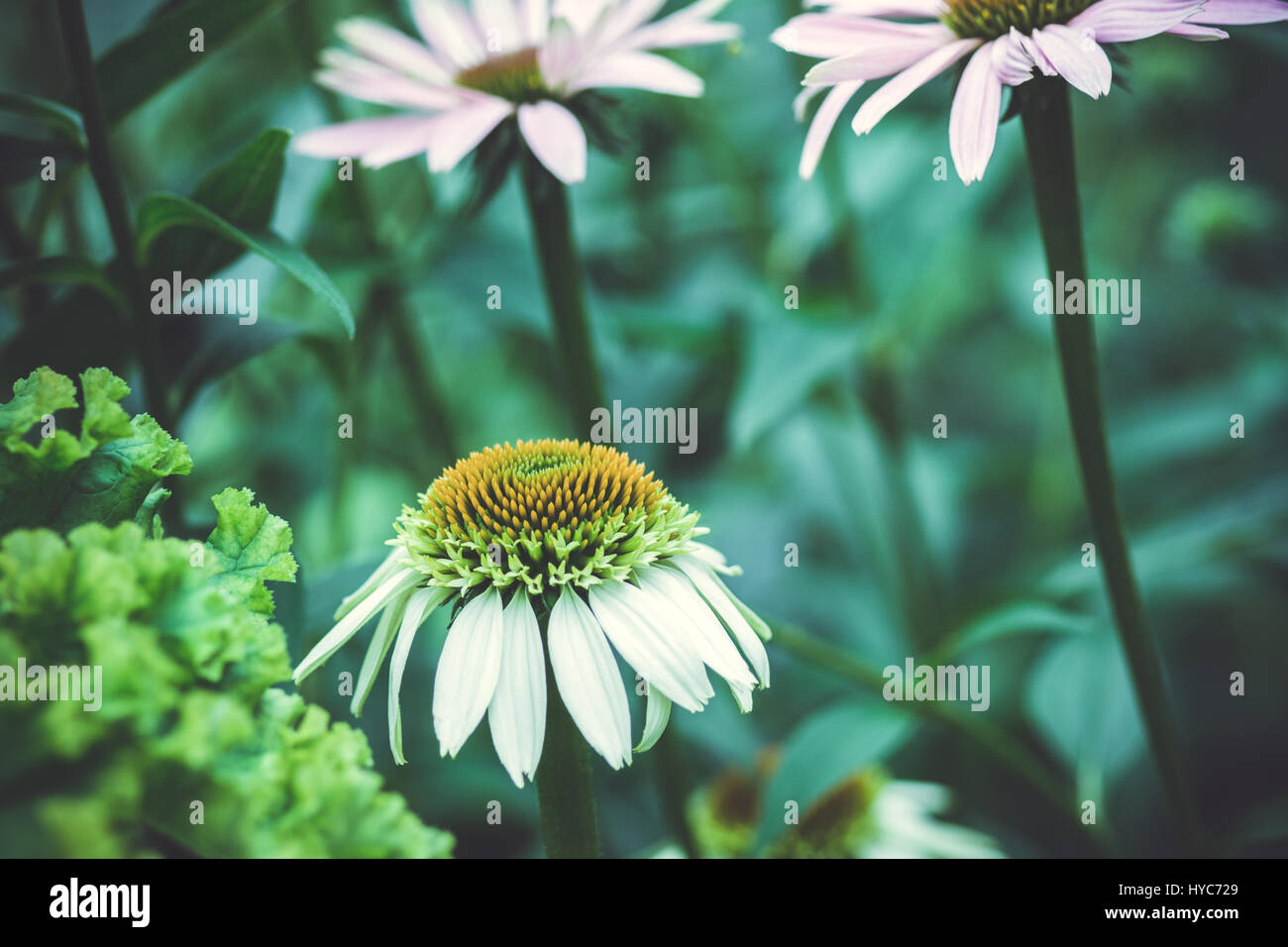 Echinacea flower close-up shot. Shallow depth of field Stock Photo - Alamy