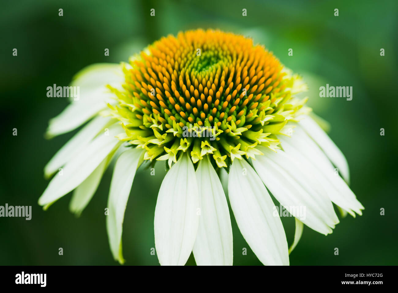 Echinacea flower close-up shot. Shallow depth of field Stock Photo - Alamy