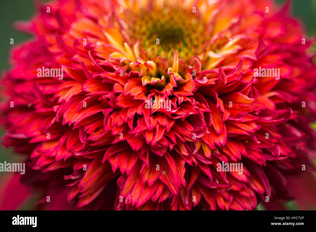 Echinacea flower blooming in the garden. Selective focus. Shallow depth ...