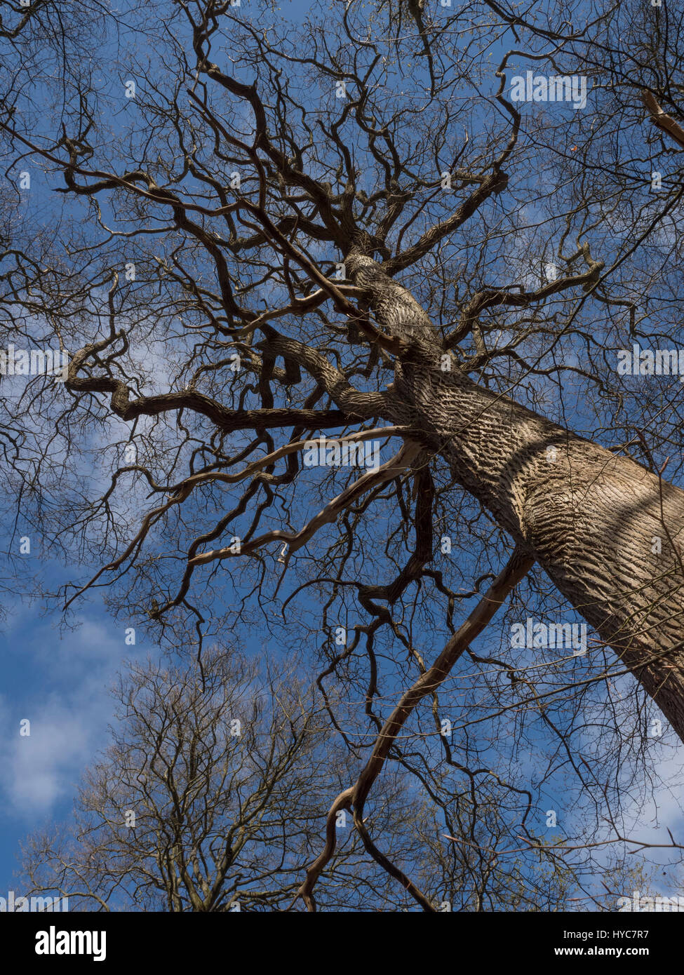 Looking up into an Oak Tree Stock Photo - Alamy