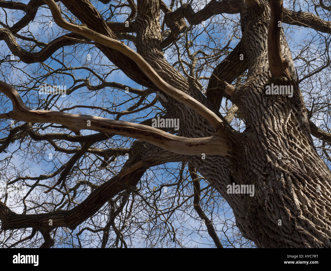Looking up into an Oak Tree Stock Photo - Alamy