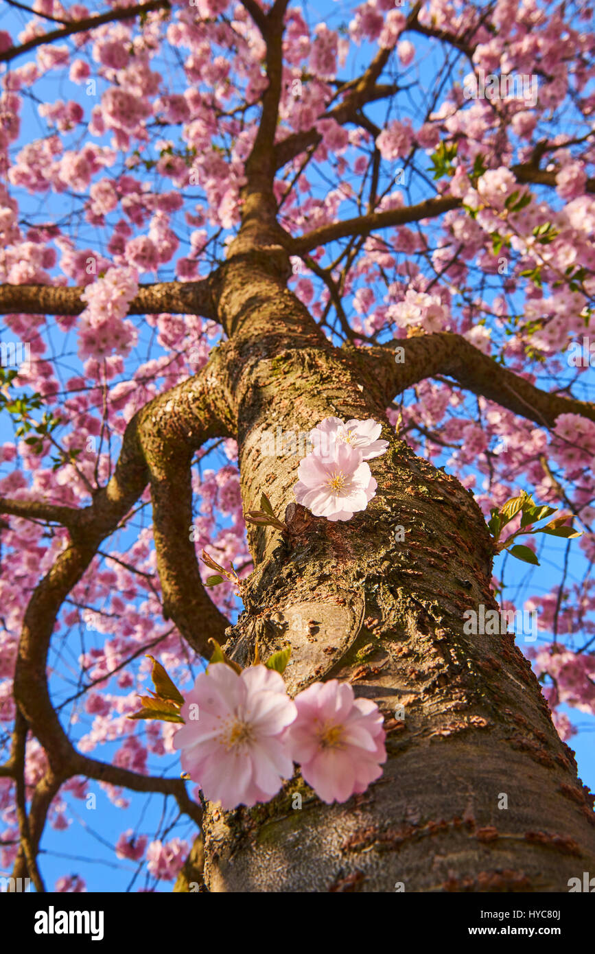 Sakura tree full bloom in late march, pink cherry blossom Stock Photo ...