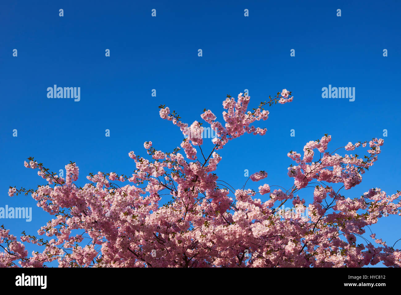 Sakura tree full bloom in late march, pink cherry blossom Stock Photo ...