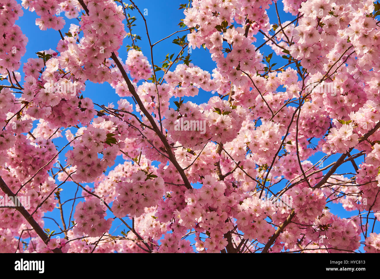 Sakura tree full bloom in late march, pink cherry blossom Stock Photo ...