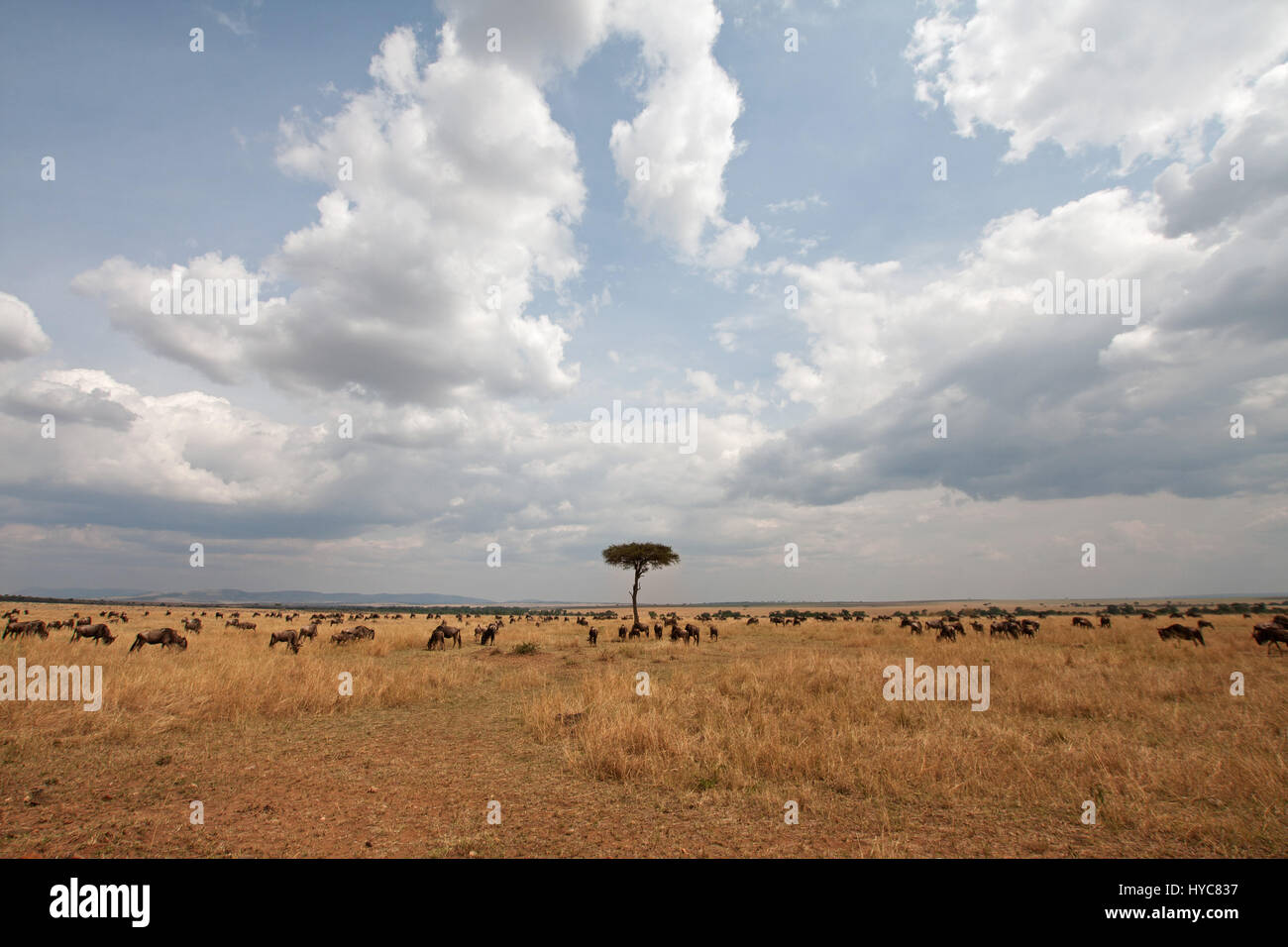 Masai mara trees hi-res stock photography and images - Alamy