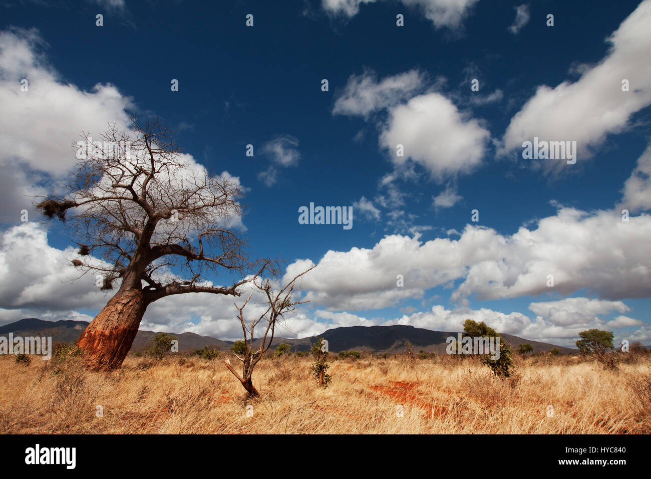 baobab tree and blue sky, masai mara national park, kenya, africa Stock ...