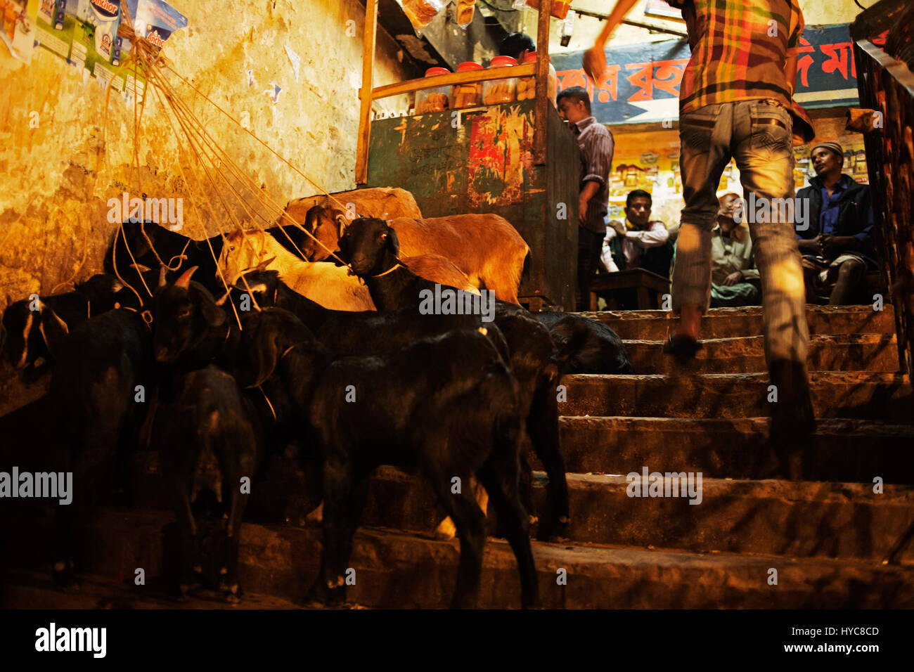 goat market place, dhaka, bangladesh Stock Photo - Alamy
