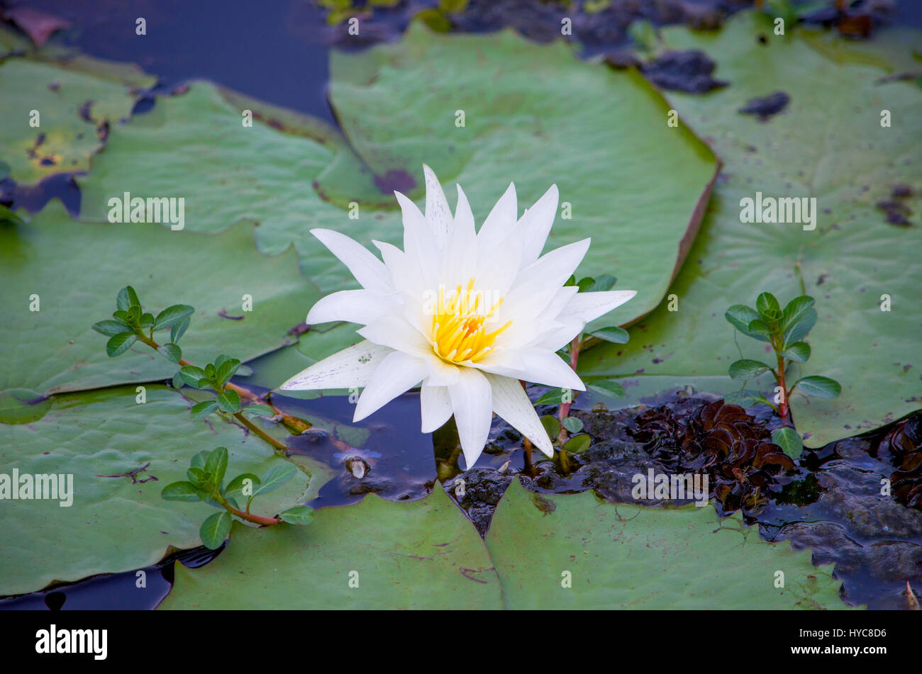 Tropical flower of India the White Water lily Stock Photo - Alamy