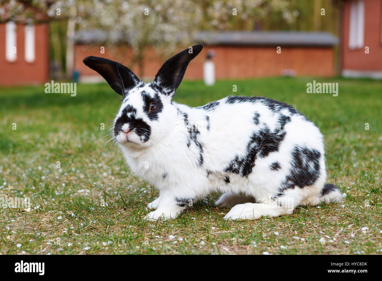 Checkered giant rabbit Stock Photo - Alamy