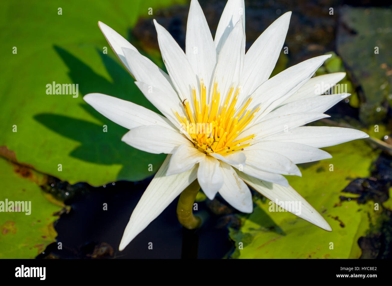 Tropical flower of india the white water lily hi-res stock photography ...