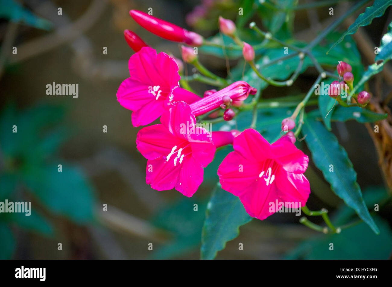 Tropical flower of India claret kompasis Stock Photo - Alamy