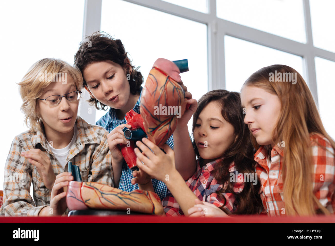 Curious observant students looking at how heart works Stock Photo - Alamy