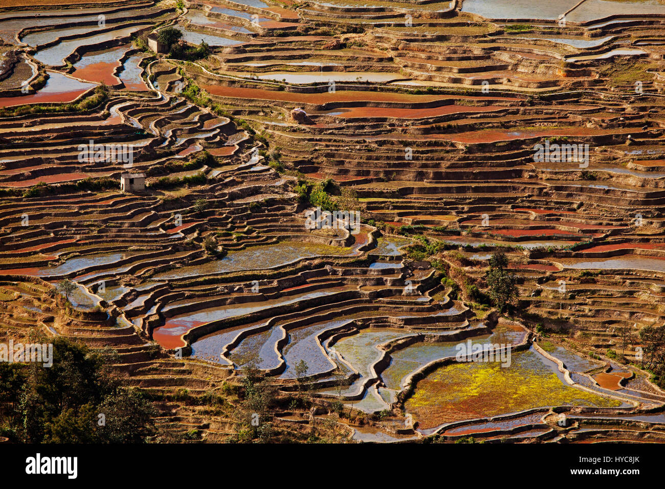rice field terrace, yunnan, china Stock Photo - Alamy