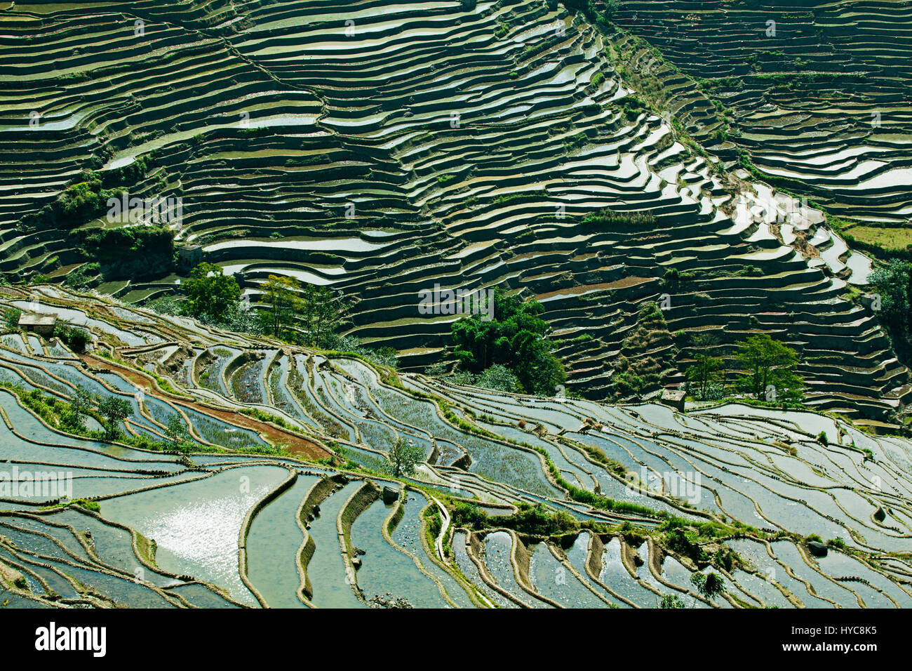 rice field terrace, yunnan, china Stock Photo - Alamy