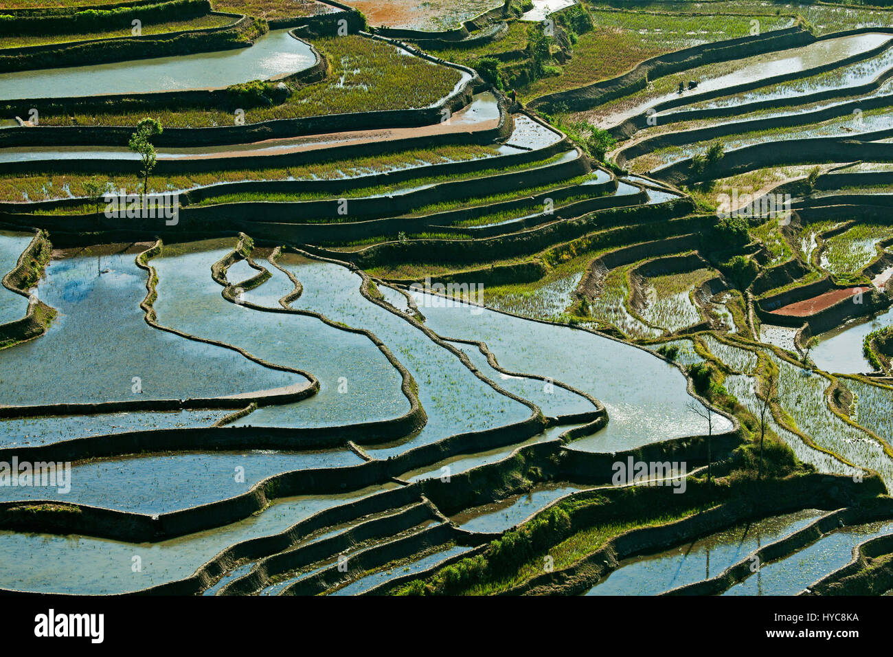 rice field terrace, yunnan, china Stock Photo - Alamy