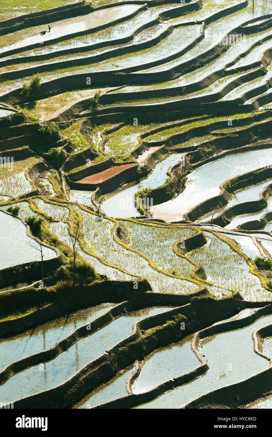 rice field terrace, yunnan, china Stock Photo - Alamy
