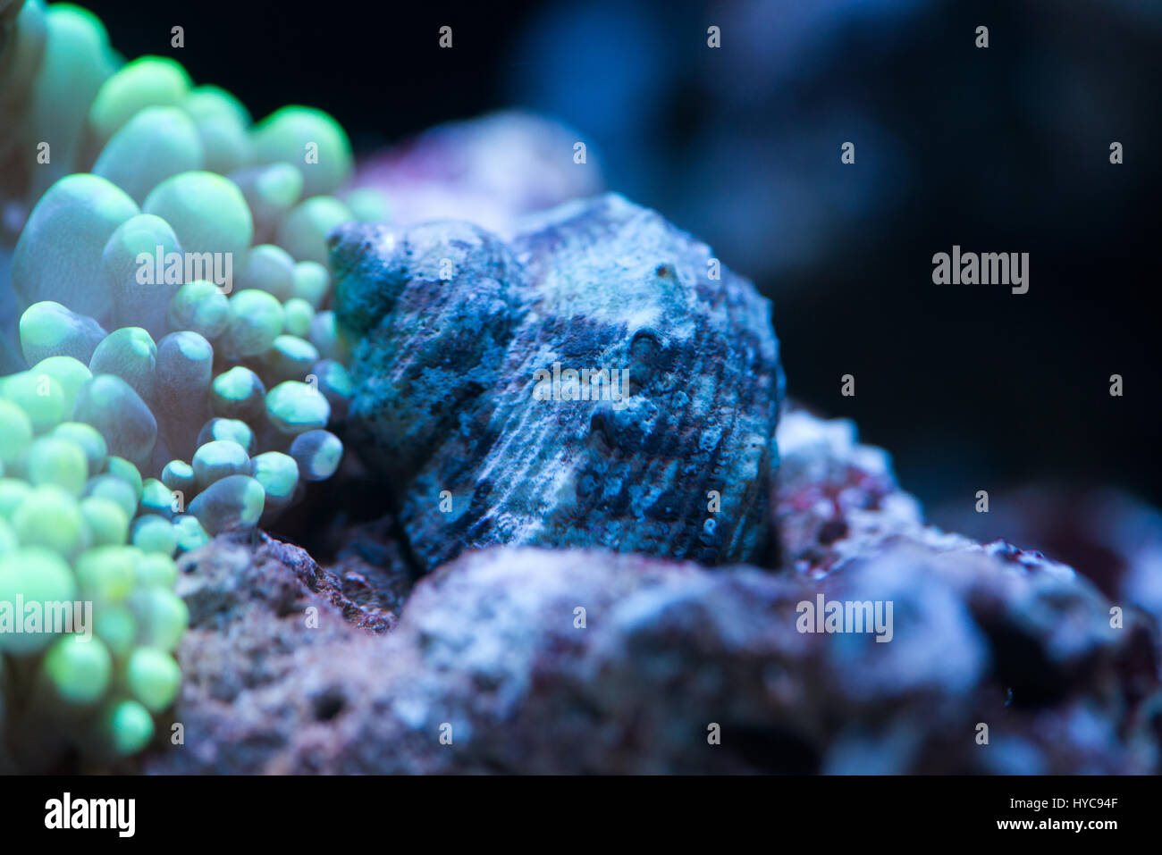 turbo snail on coral reef Stock Photo - Alamy
