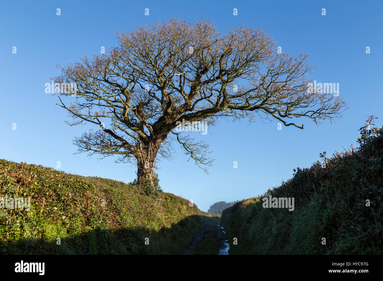 Overhanging branches hi-res stock photography and images - Alamy