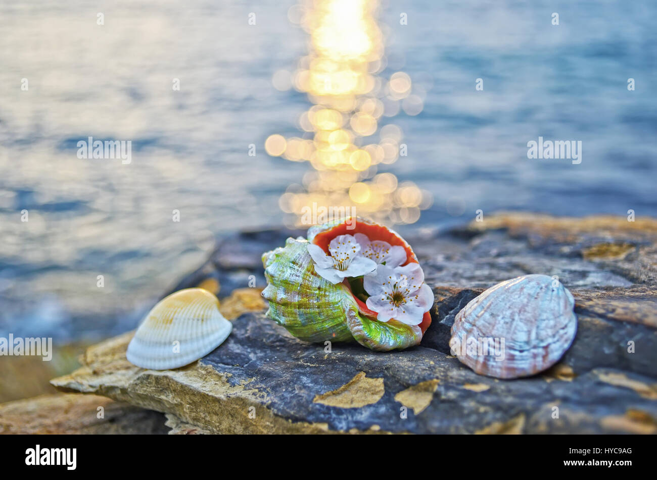 Beautiful seashells on large stones near the sea Stock Photo - Alamy