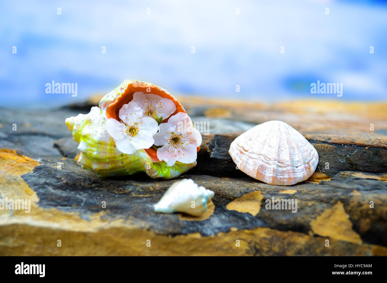 Beautiful seashells hi-res stock photography and images - Alamy