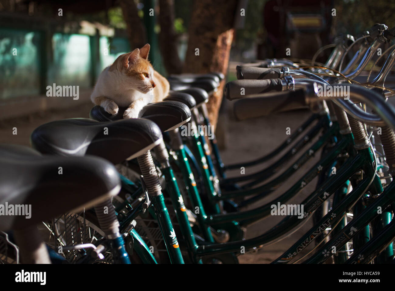 Cat sitting on bicycle hi-res stock photography and images - Alamy