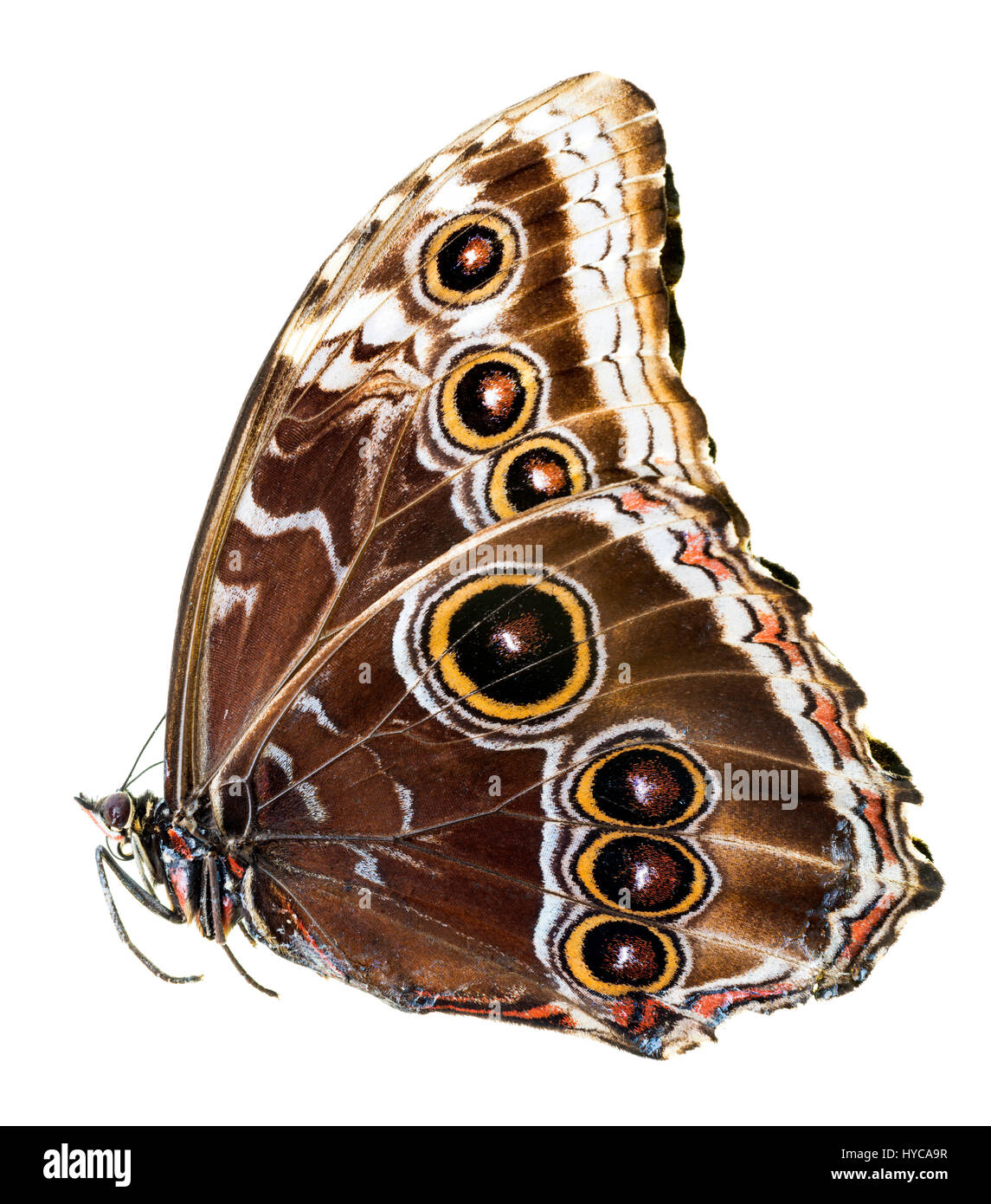 Blue morpho butterfly wing hi-res stock photography and images - Alamy