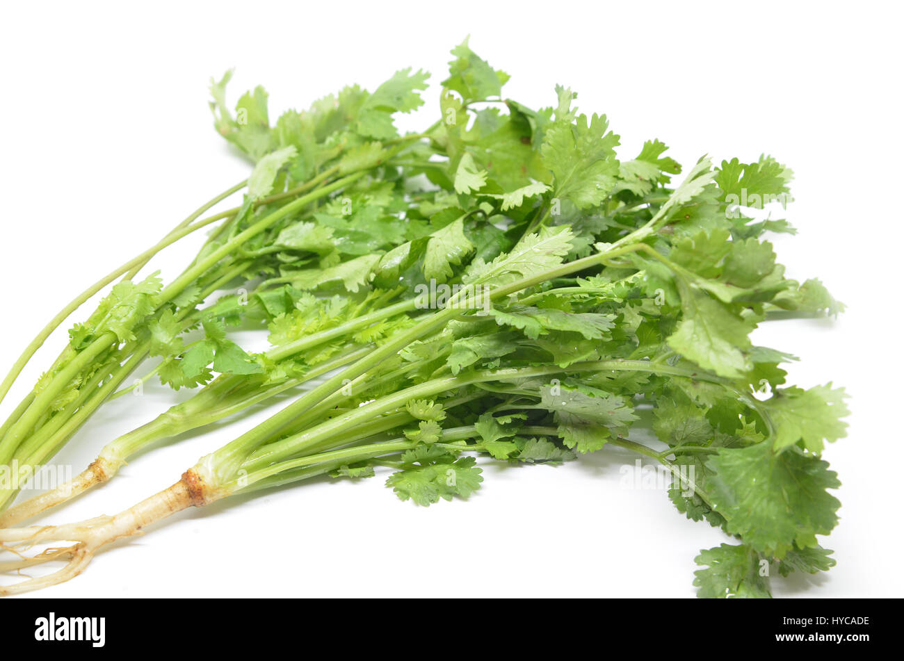 Fresh coriander bunch isolated on white background Stock Photo - Alamy