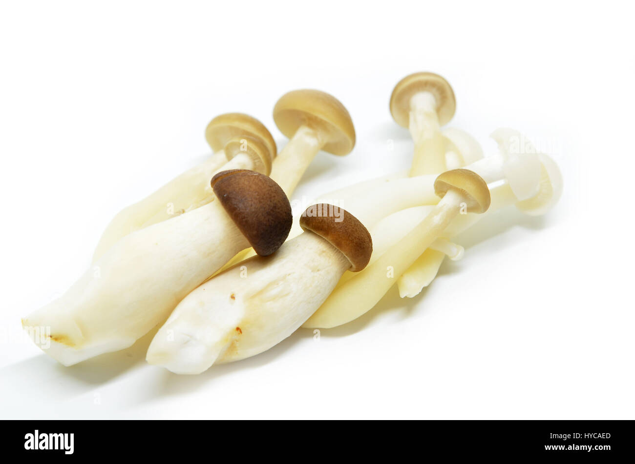 Fresh shimeji mushroom isolated on white background Stock Photo - Alamy
