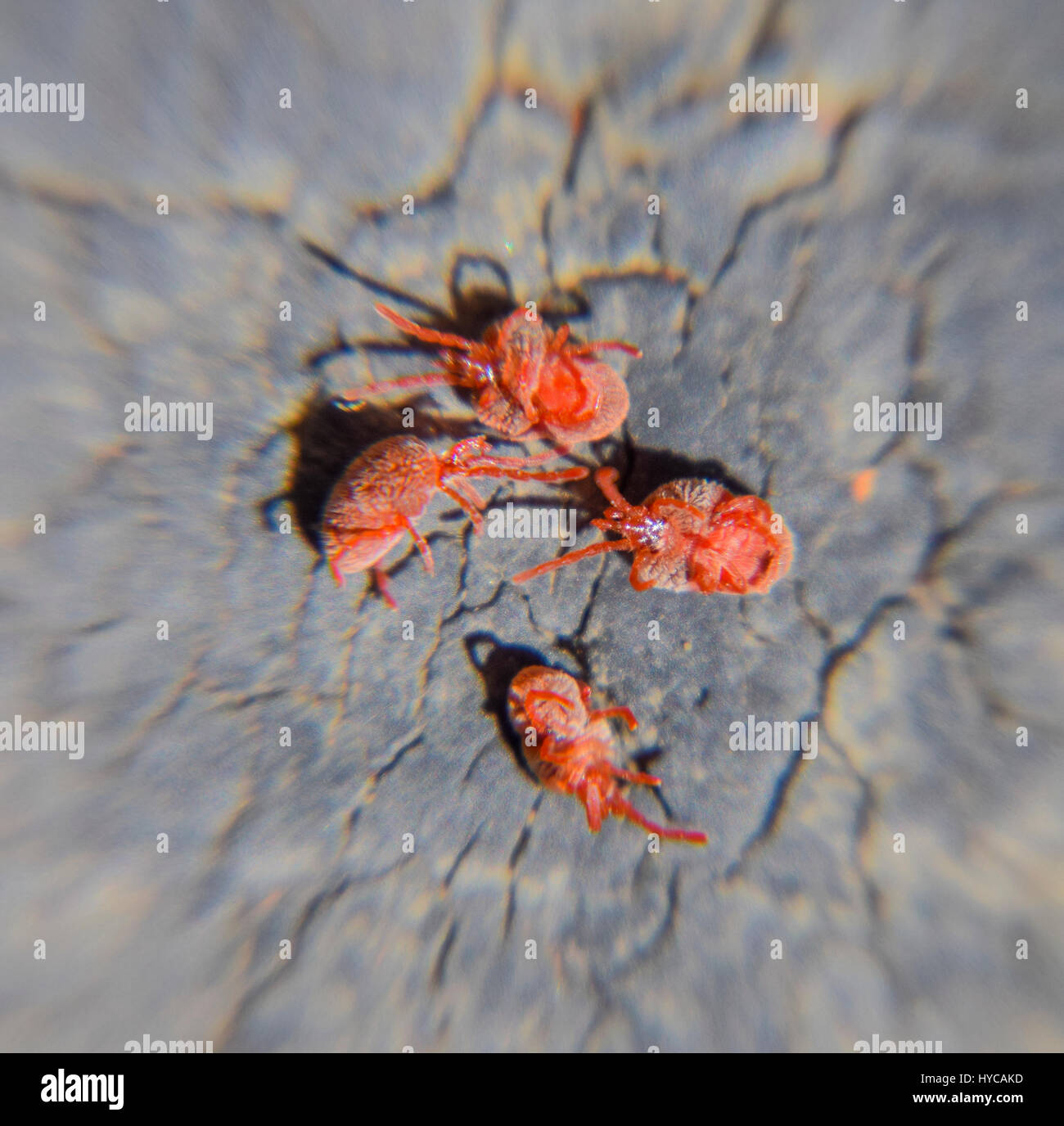 Prostigmata hi-res stock photography and images - Alamy