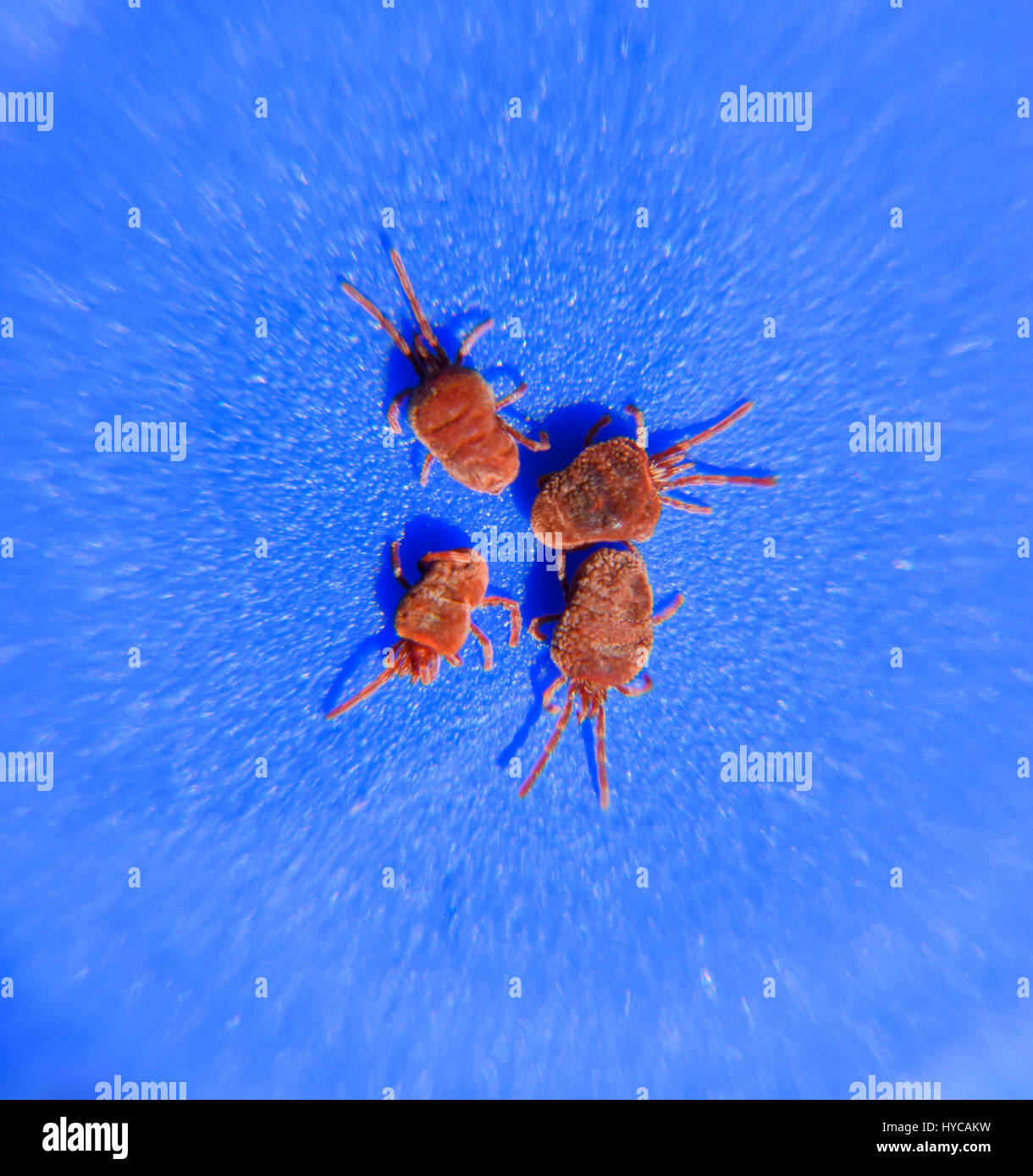 Close up macro Red velvet mite or Trombidiidae. Arthropod mites on a ...