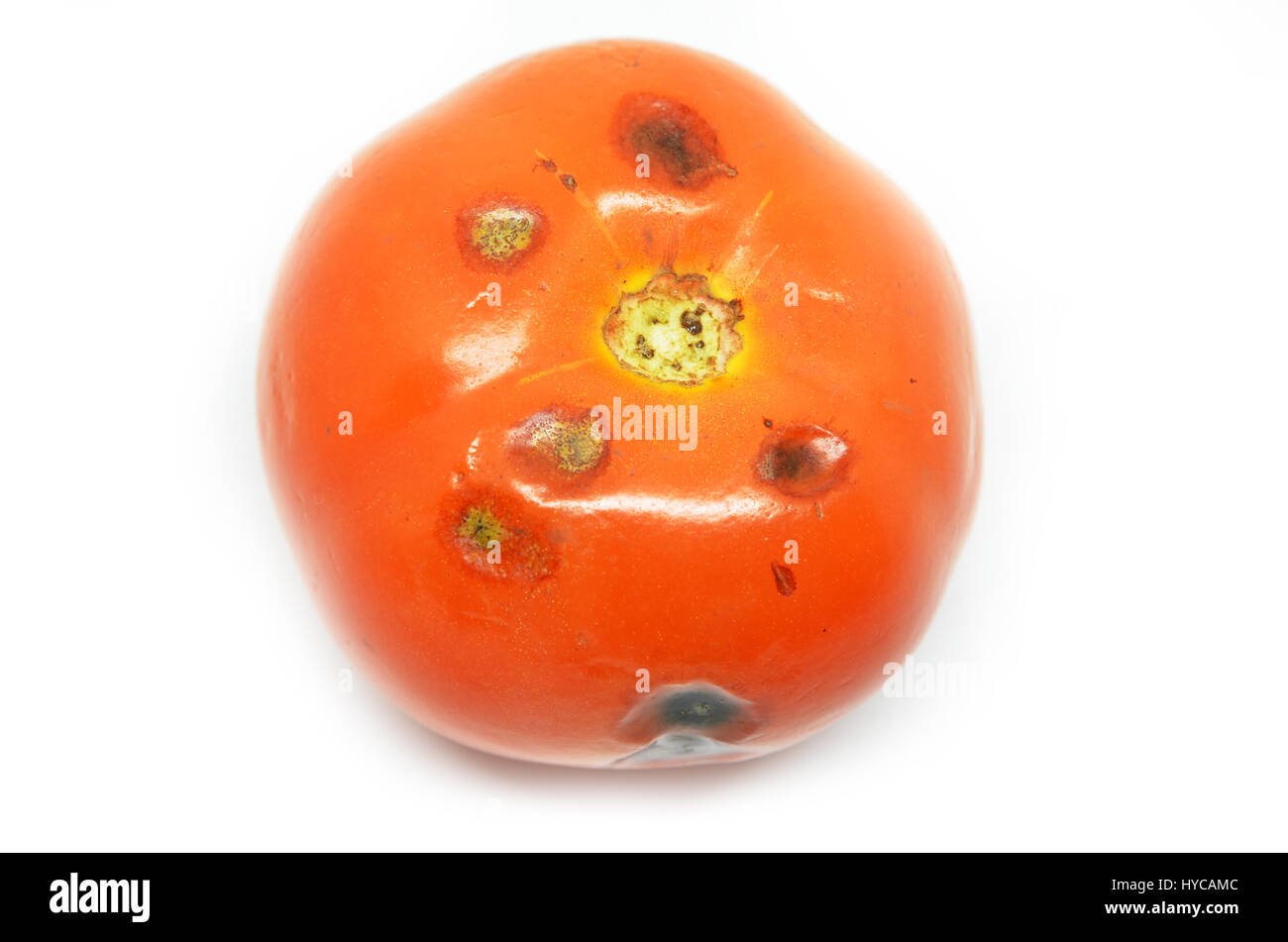 Rotten tomato isolated on white background Stock Photo - Alamy