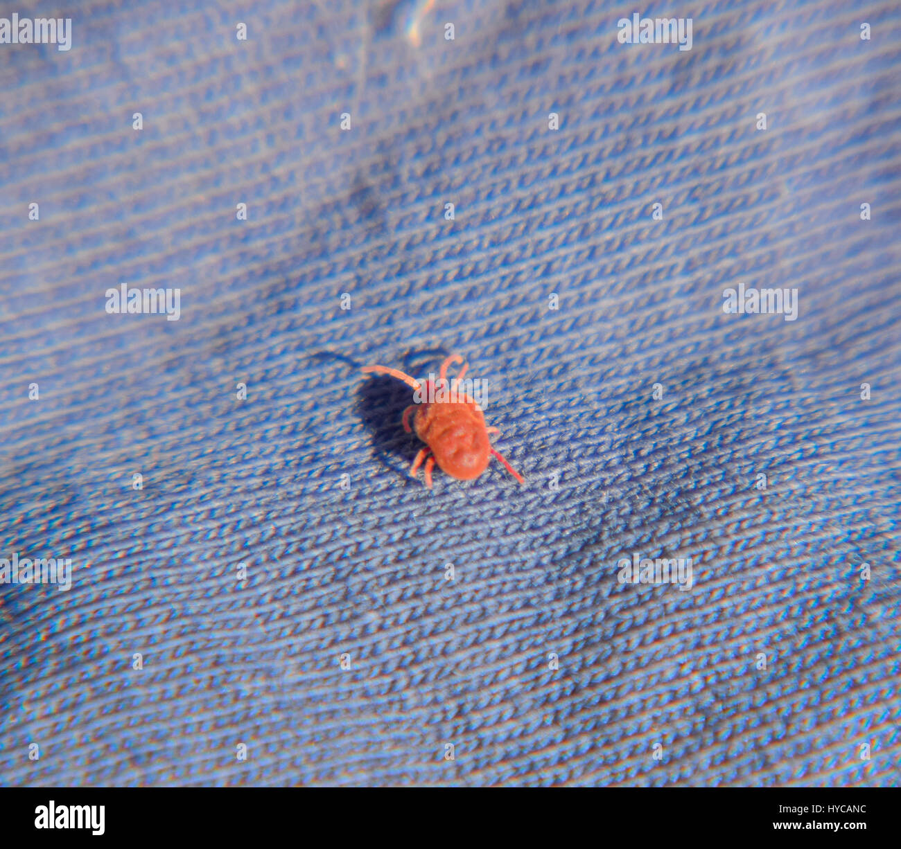 Red velvet mite on a blue rag. Running mite. Close up macro Red velvet ...