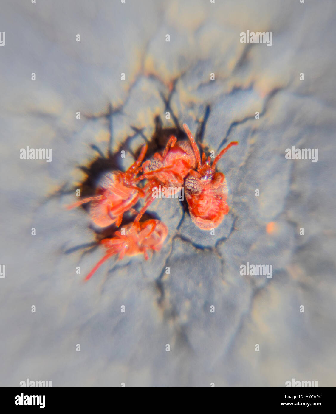 Close up macro Red velvet mite or Trombidiidae Stock Photo - Alamy