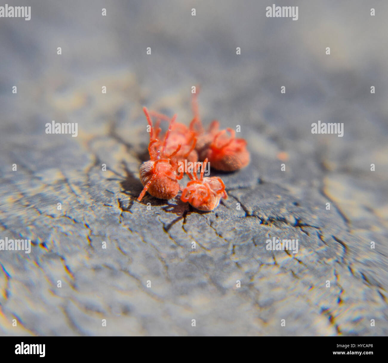 Close up macro Red velvet mite or Trombidiidae Stock Photo - Alamy