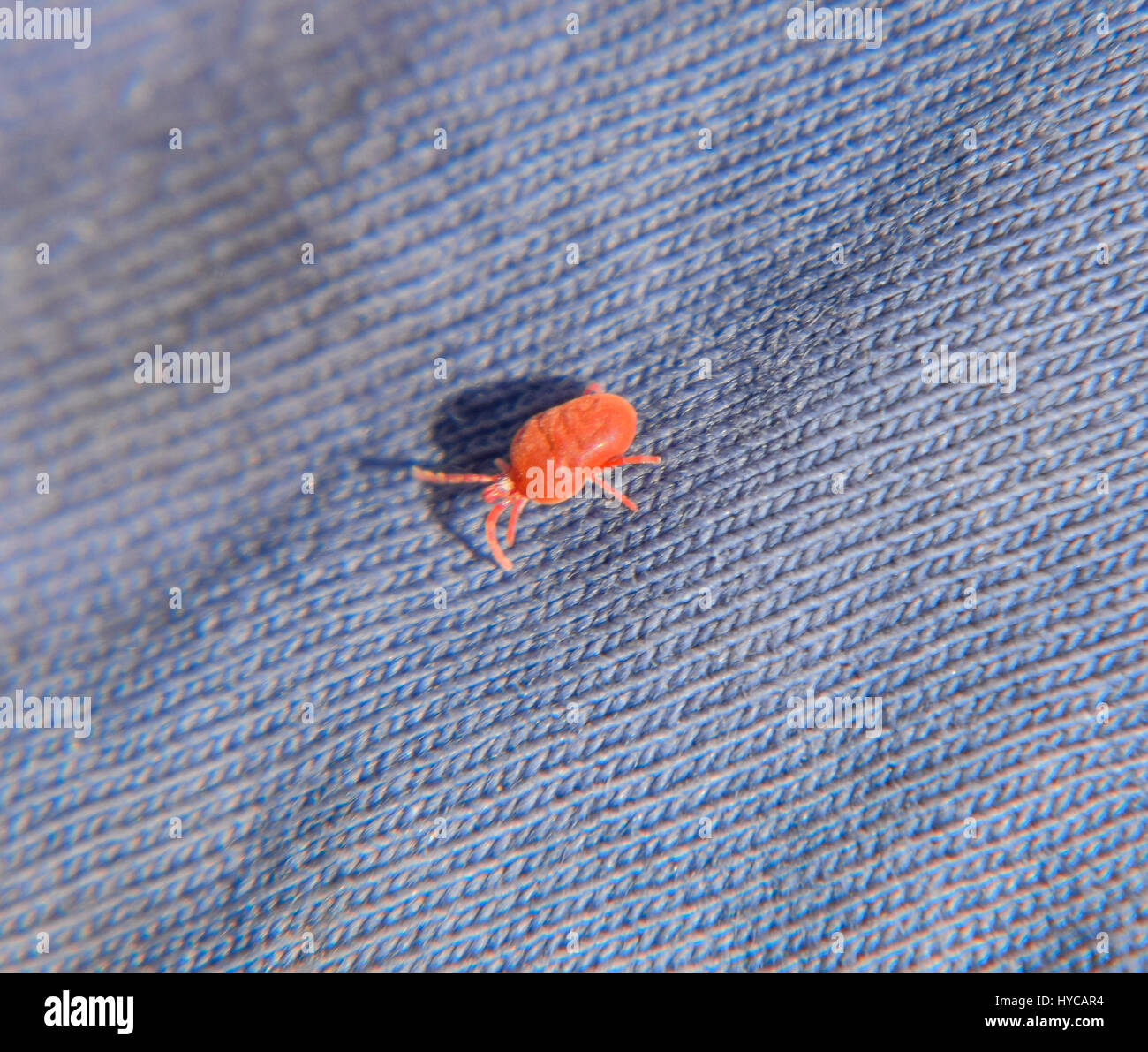Red velvet mite on a blue rag. Running mite. Close up macro Red velvet ...