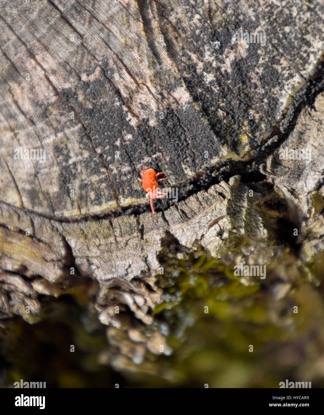 Red velvet tick on the stump. Close up macro Red velvet mite or ...
