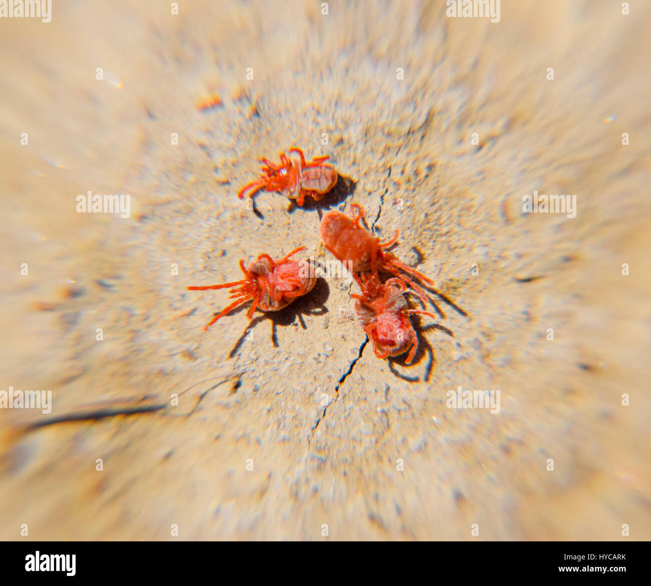 Close up macro Red velvet mite or Trombidiidae. Arthropod mites on the ...