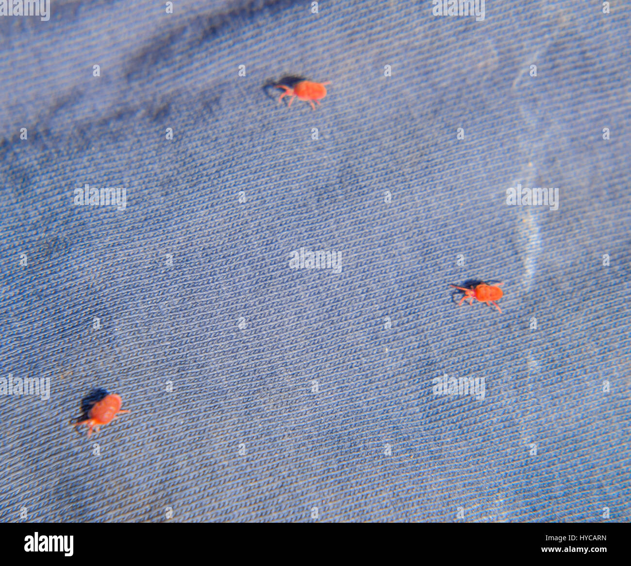 Red velvet mite on a blue rag. Running mite. Close up macro Red velvet ...