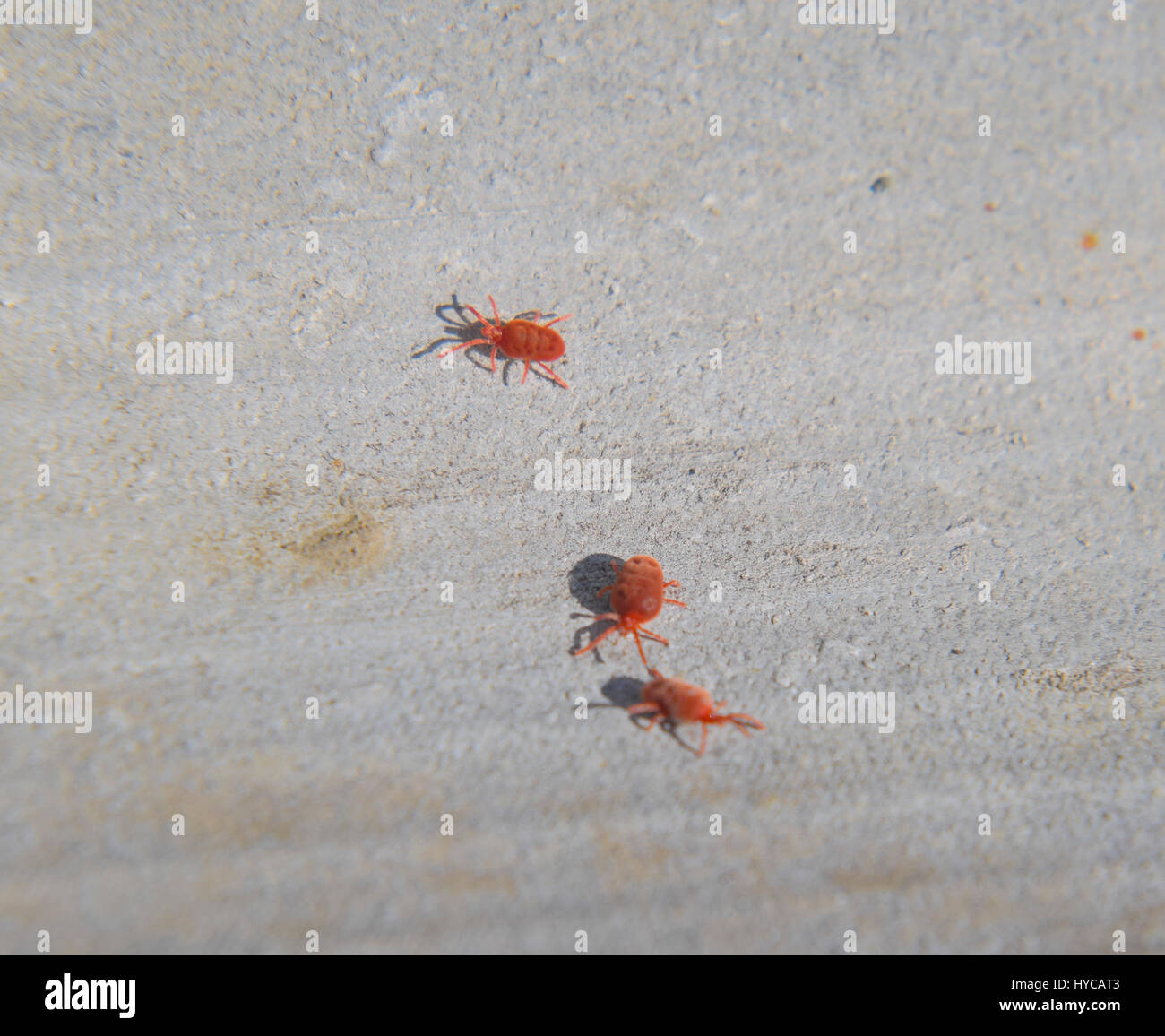 Close up macro Red velvet mite or Trombidiidae Stock Photo - Alamy